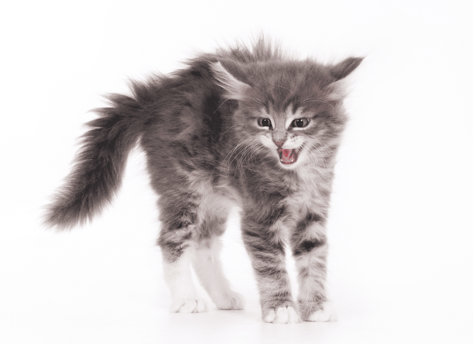 5 signs of a stressed cat - Oven-Baked Tradition 5 signs of a stressed cat - Oven-Baked Tradition
