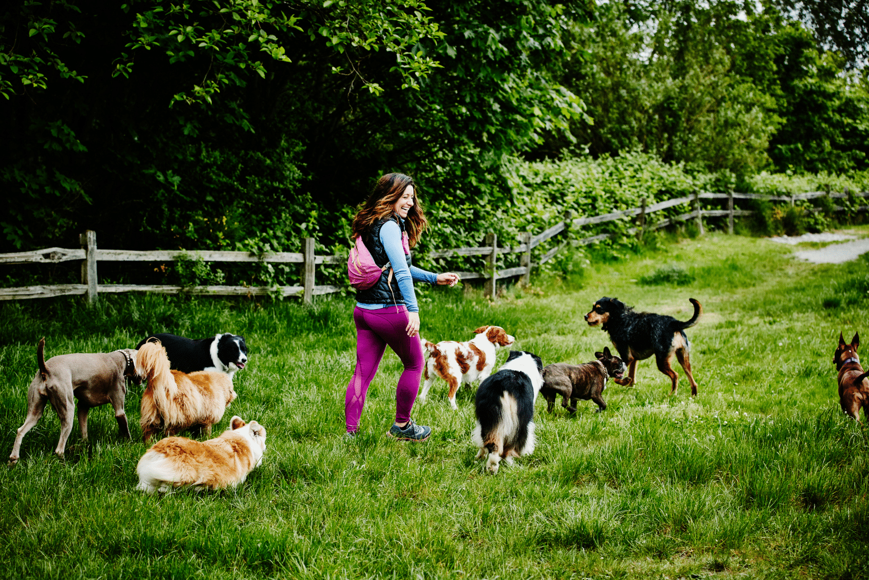 Un chien craintif-peureux : comment lui donner confiance? | Oven-Baked ...