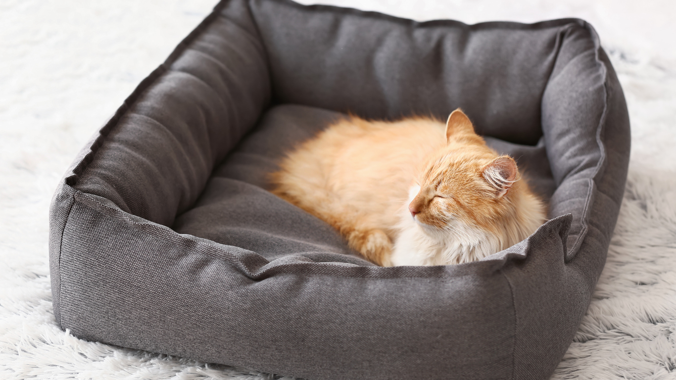 Tips To Take Care Of Your Older Cat | Oven-Baked Tradition