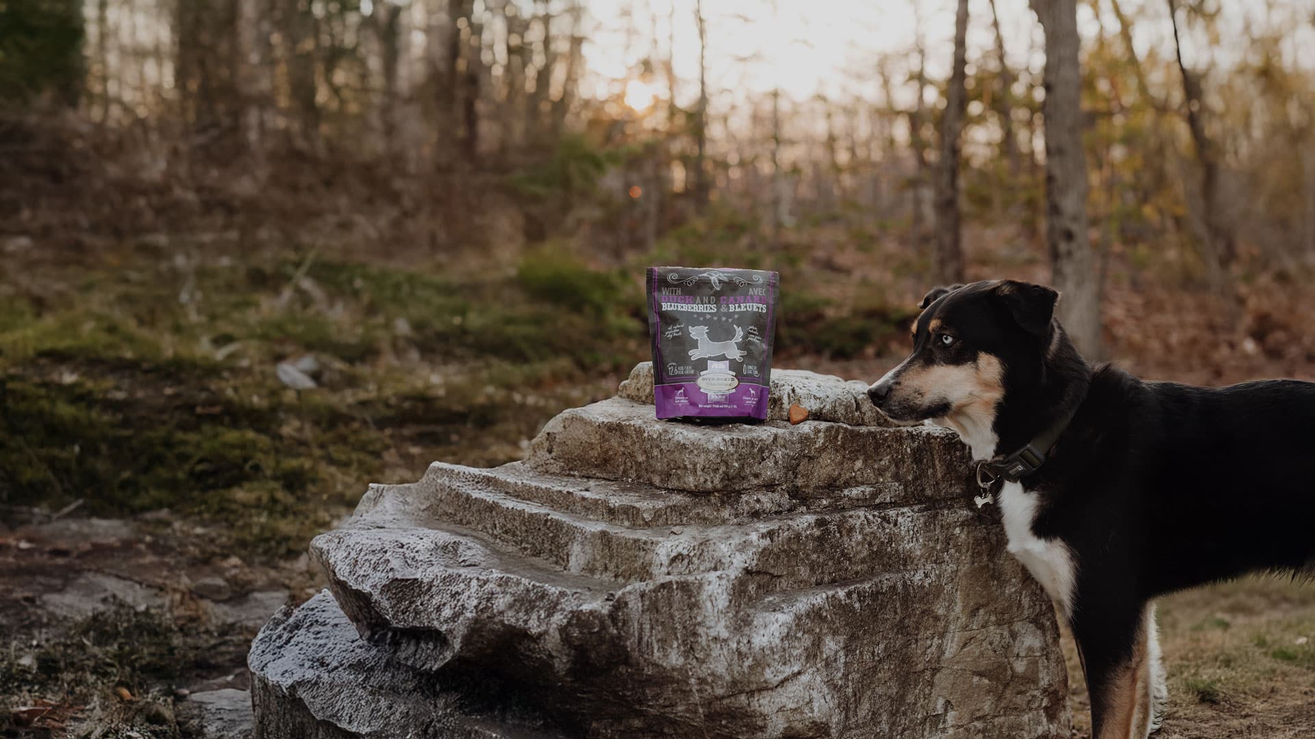 Complete Guide to Dog Training Treats | Oven-Baked Tradition
