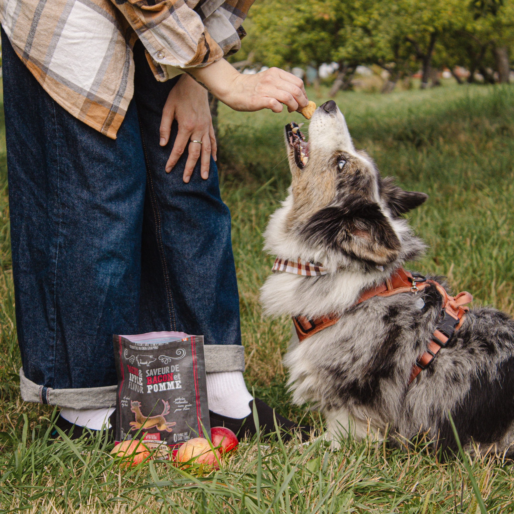 Operant Conditioning & Dog Training Quadrants | Oven-Baked Tradition